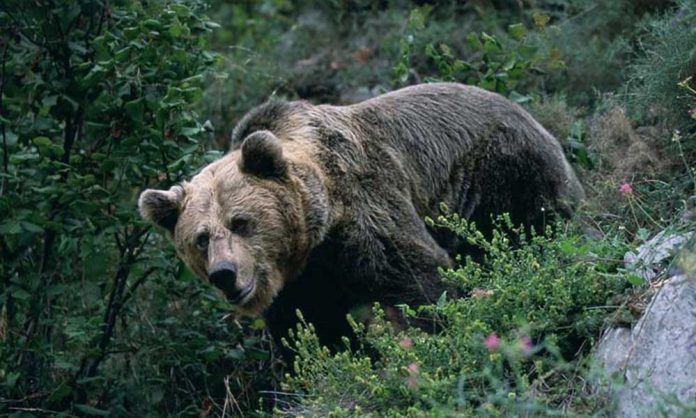 La población de osos crece en la comunidad