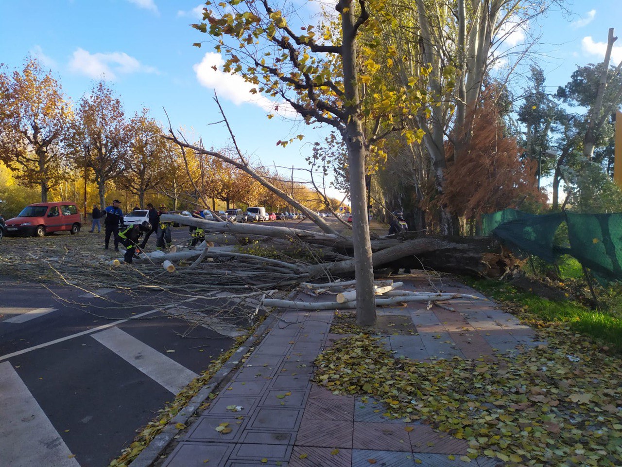 El Ayuntamiento de León reemplazará los árboles enfermos de Sáenz de Miera