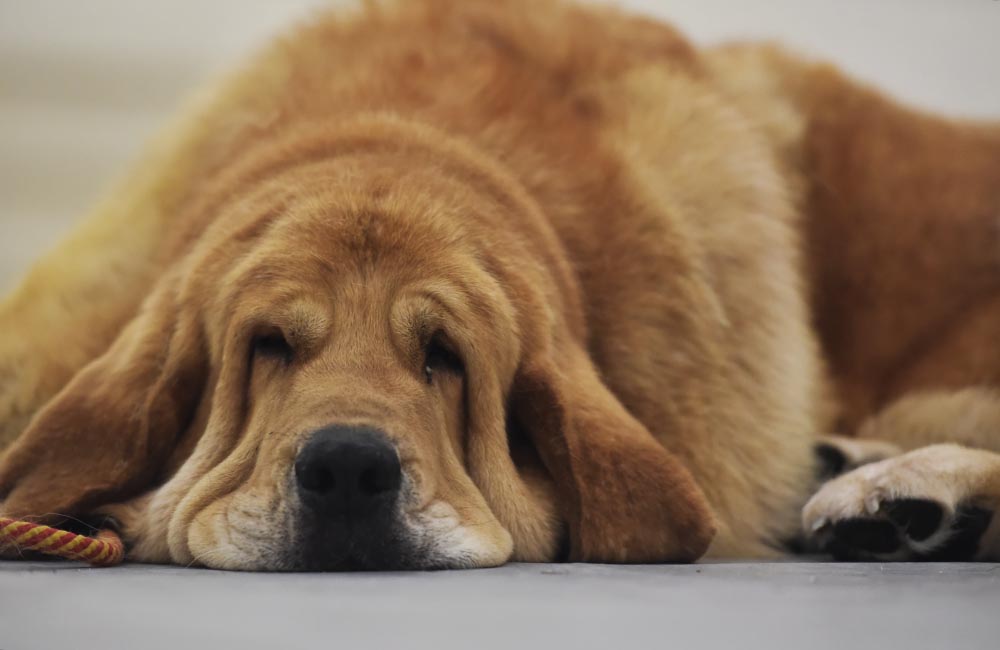 Los mejores ejemplares de mastín se citan en León