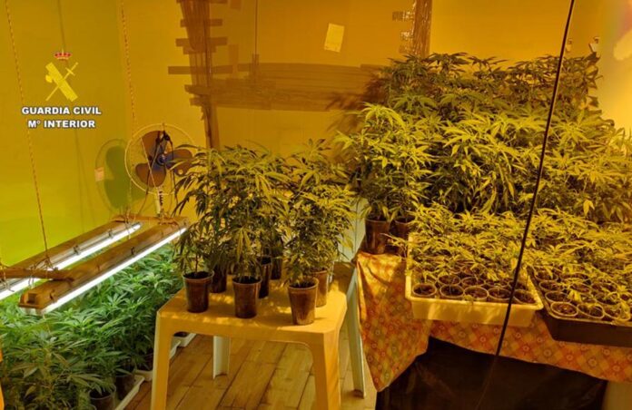 La Guardia Civil y desmantela una plantación de marihuana “indoor” en León